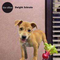 Available Dogs - Yaqui Animal Rescue